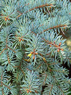 Blaufichte, Blautanne (Picea pungens glauca)