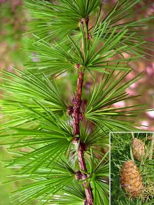 Europäische Lärche (Larix decidua) | die-Forstpflanze