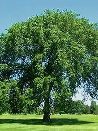 Flatterulme (Ulmus laevis)