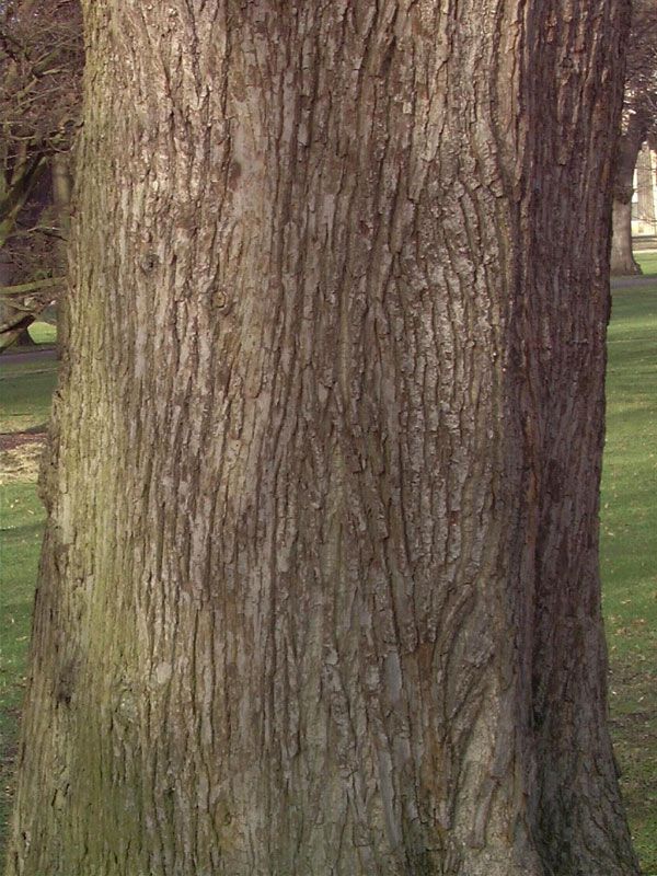 Winterlinde | Tilia cordata