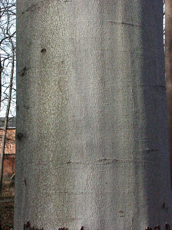 Fagus sylvatica kaufen