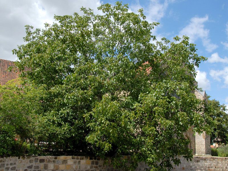 Walnuss, Juglans regia