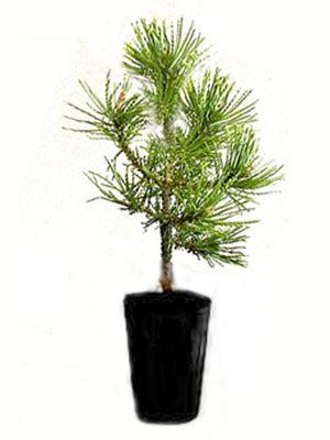 Bergkiefer | Latsche | Pinus mugo