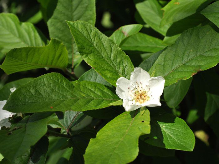 Echte Mispel, Mespilus germanica