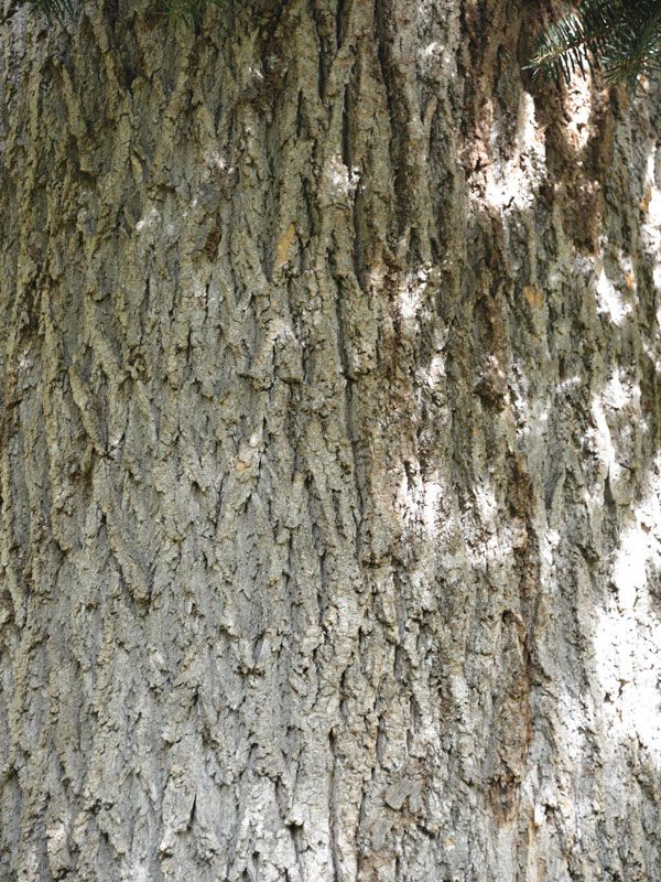 Fraxus excelsior