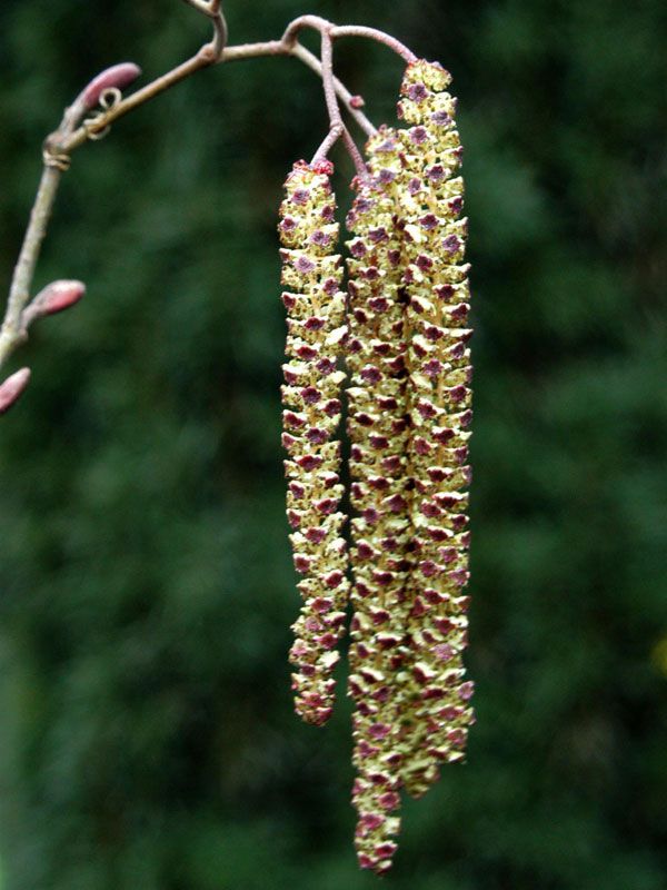 Schwarzerle | Alnus glutinosa