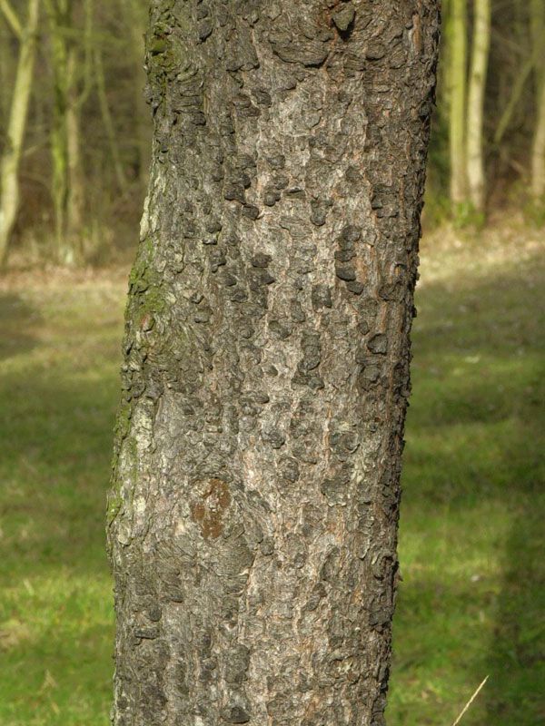 Bergkiefer | Latsche | Pinus mugo