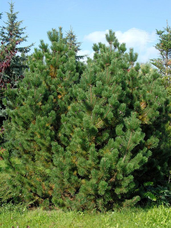Bergkiefer | Latsche | Pinus mugo