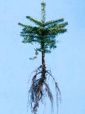 Weisstanne kaufen
