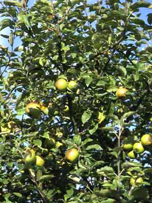 Wildapfel | Malus sylvestris